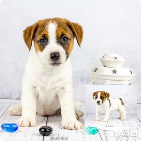 Шоу Щенки джек Рассел терьер