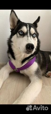 Хаски Харли ищет семью