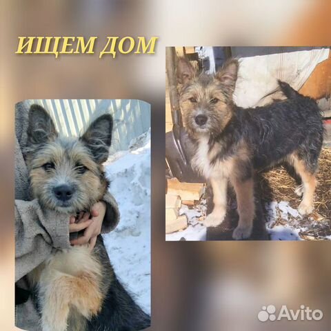 Собаки бесплатно в добрые руки