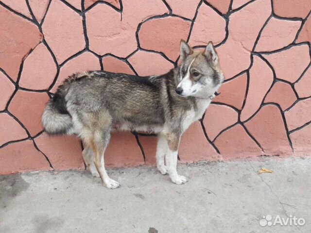 Собаки щенки лайки