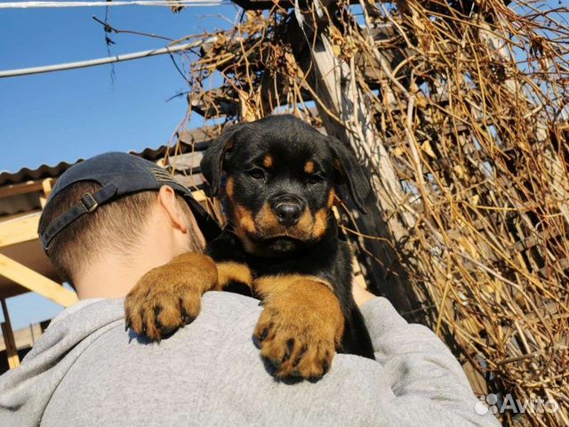 Щенки ротвейлера от родителей чемпионов