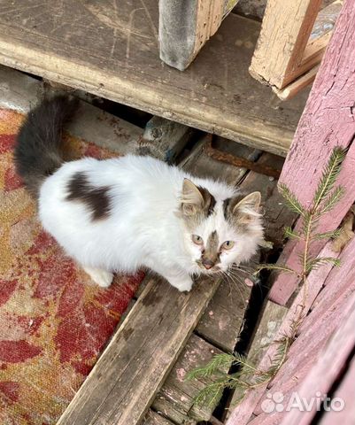 Маленькая шипучка ищет дом