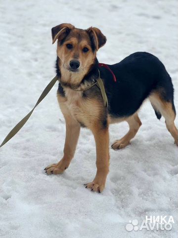 Собака в добрые руки