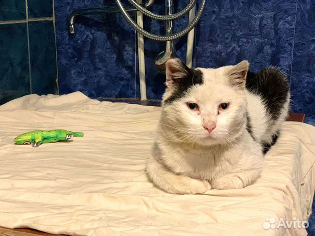 Котик ищет дом