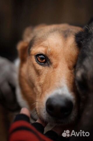 Самая красивая собака с обложки