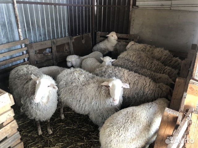 Продаються бараны