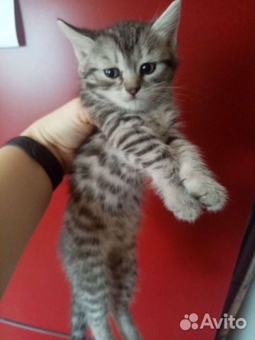 Котята, кошки 1 месяц