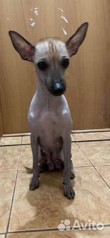 Ксолоитцкуинтли мини