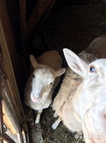 Ягнята катумы