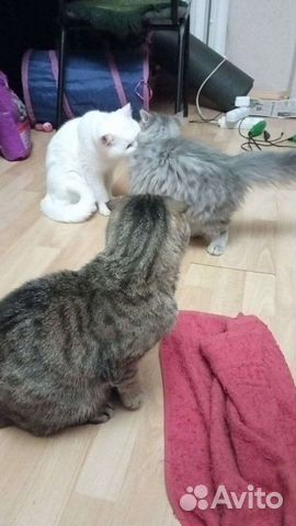 Кошка в дар