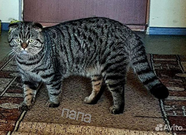 Шотландские котята