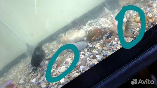 Отдам рыбок
