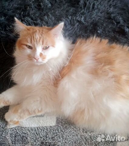 Пушок, добрый мягкий сибиряк,1г