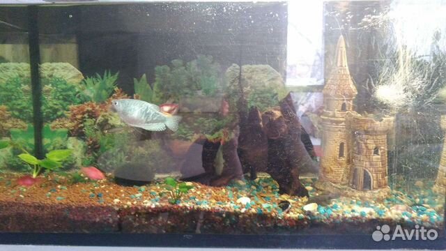 Аквариум с рыбкамии всем необходимым