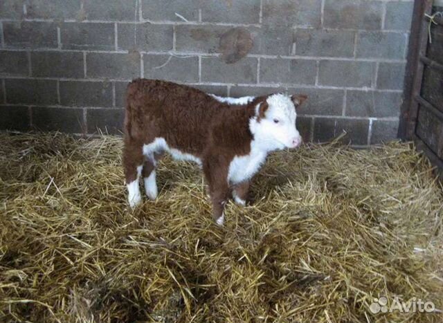 Герефорд телята и сементали