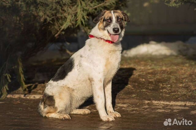 Собака-компаньон в добрые руки