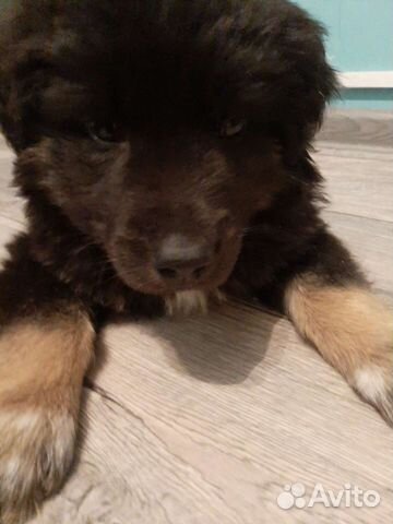 Щенок немецкой овчарки длинношерстной