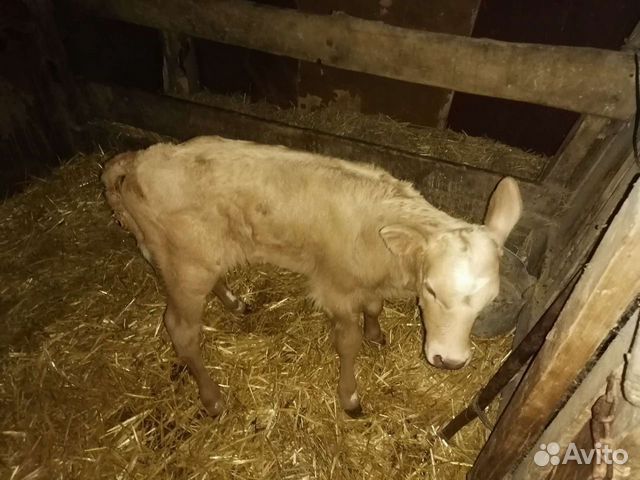 Село томузловское