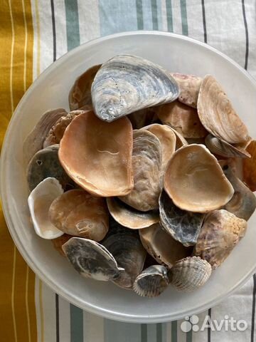 Ракушки и камни морские