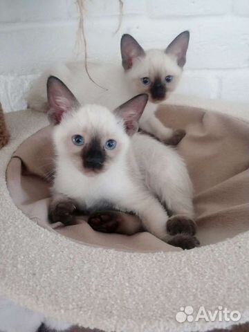 Меконгский бобтейл. Доставка С.-Петербург, Москва