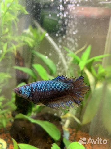 Рыба петушок самка