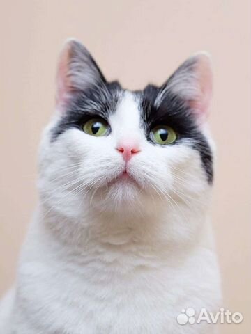 Особенная Кора кошка в добрые руки