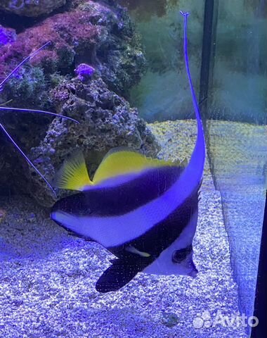 Морская рыбка «бабочка вымпельная белоперая»