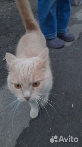 Персик с яркими глазками нуждается в семье