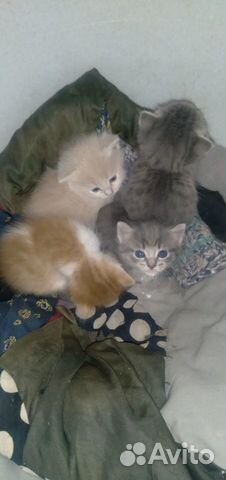 Котята в добрые руки