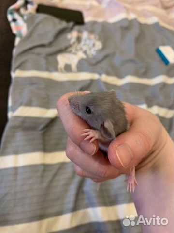 Крысенок Дамбо