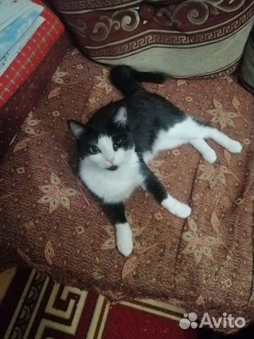 Кошки в добрые руки бесплатно