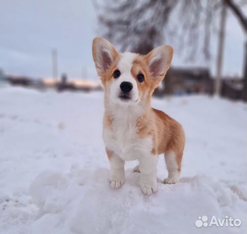 Вельш-корги щенок