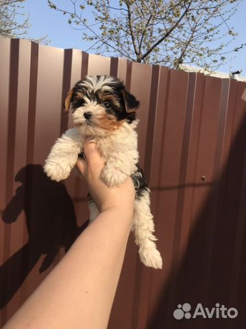 Бивер беби фейс девченки