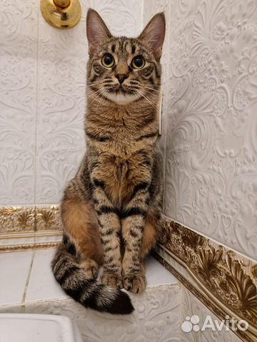 Котенок табби ищет дом
