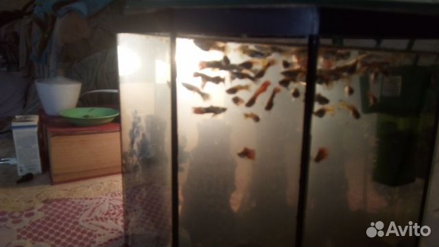 Аквариумные рыбки гуппи