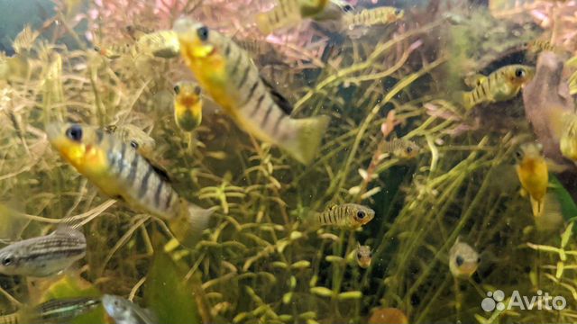 Limia Лимия чернополосая