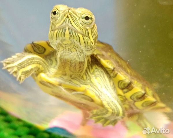 Черепаха водяная желтоухая