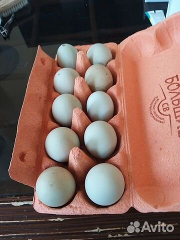 Яйцо шведских несушек Сильверудд Блу