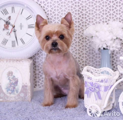 Стрижка йорка бесплатно