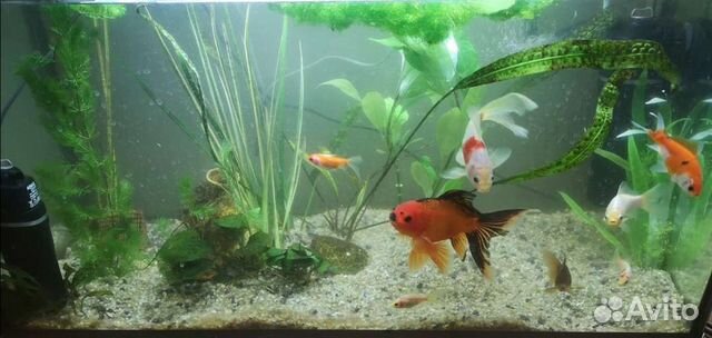 Карась декоративный для пруда и аквариума