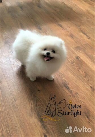 Кремовый мальчик померанского шпица