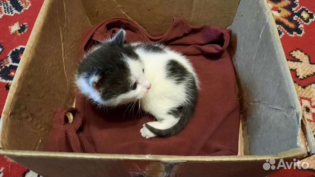 Отдам котёнка в добрые руки Нашли на улице