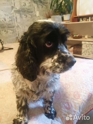 Собаки кокер спаниель