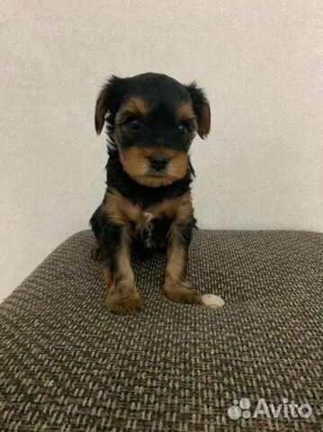 Йоркширский терьер