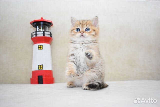 Шотландский котенок. Страйт