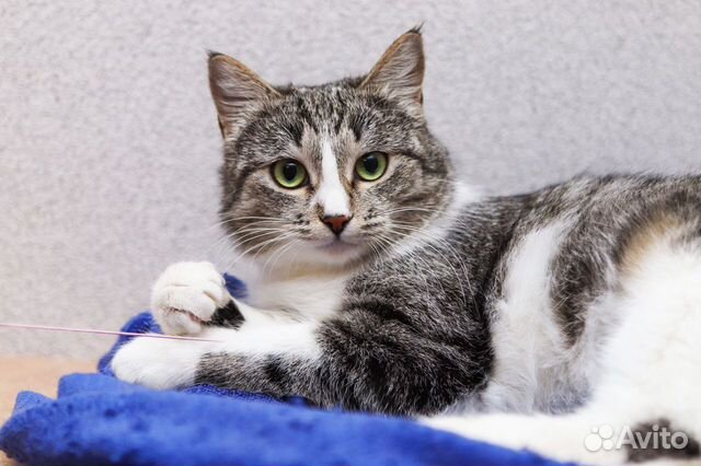 Кошка Мальвина в добрые руки