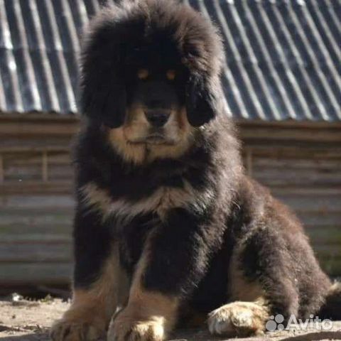 Тибетский мастиф