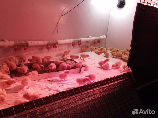 Перепелята суточные