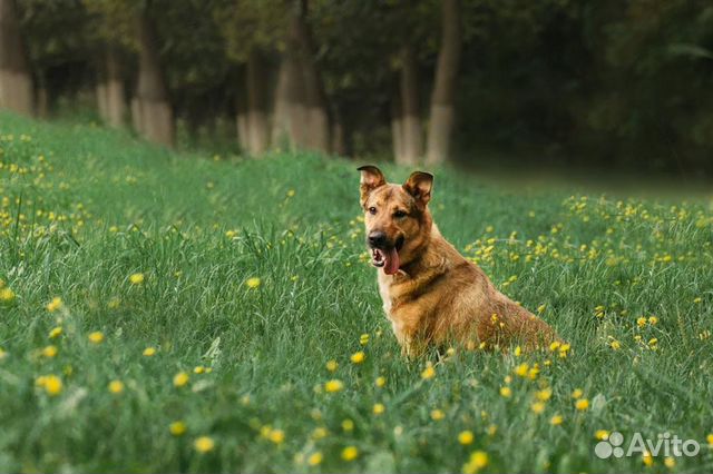 Собака в добрые руки