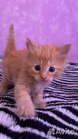 Кошка и котята в дар